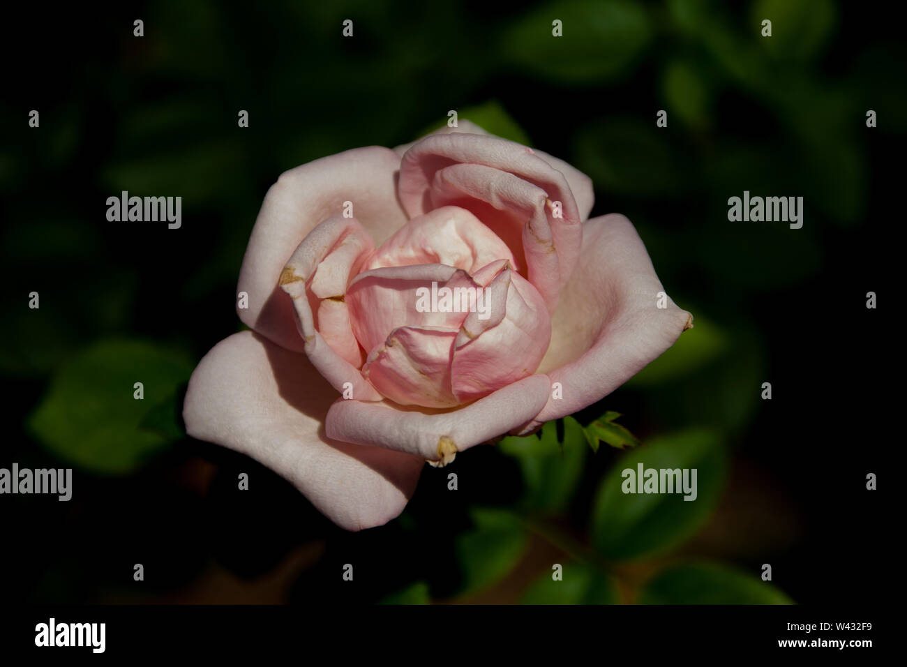 Opening Rose High Resolution Stock Photography and Images - Alamy