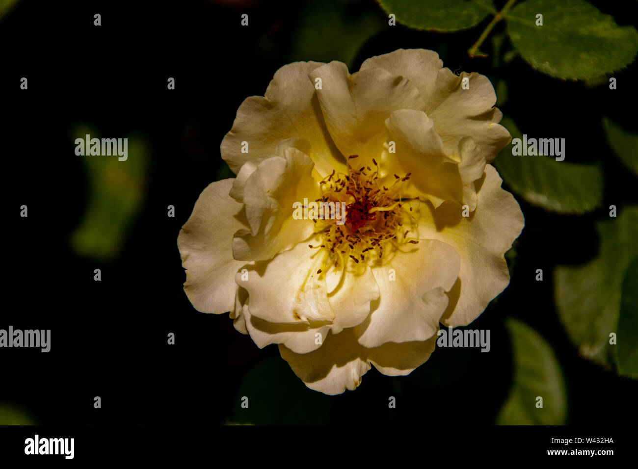 Open roses hi-res stock photography and images - Alamy