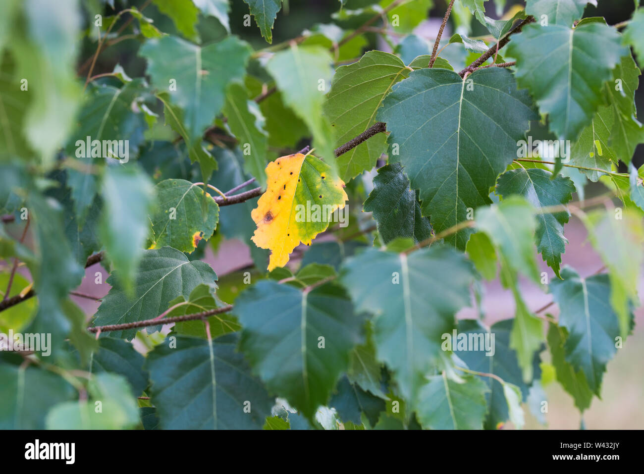 Light yellow green leaves hi-res stock photography and images - Alamy