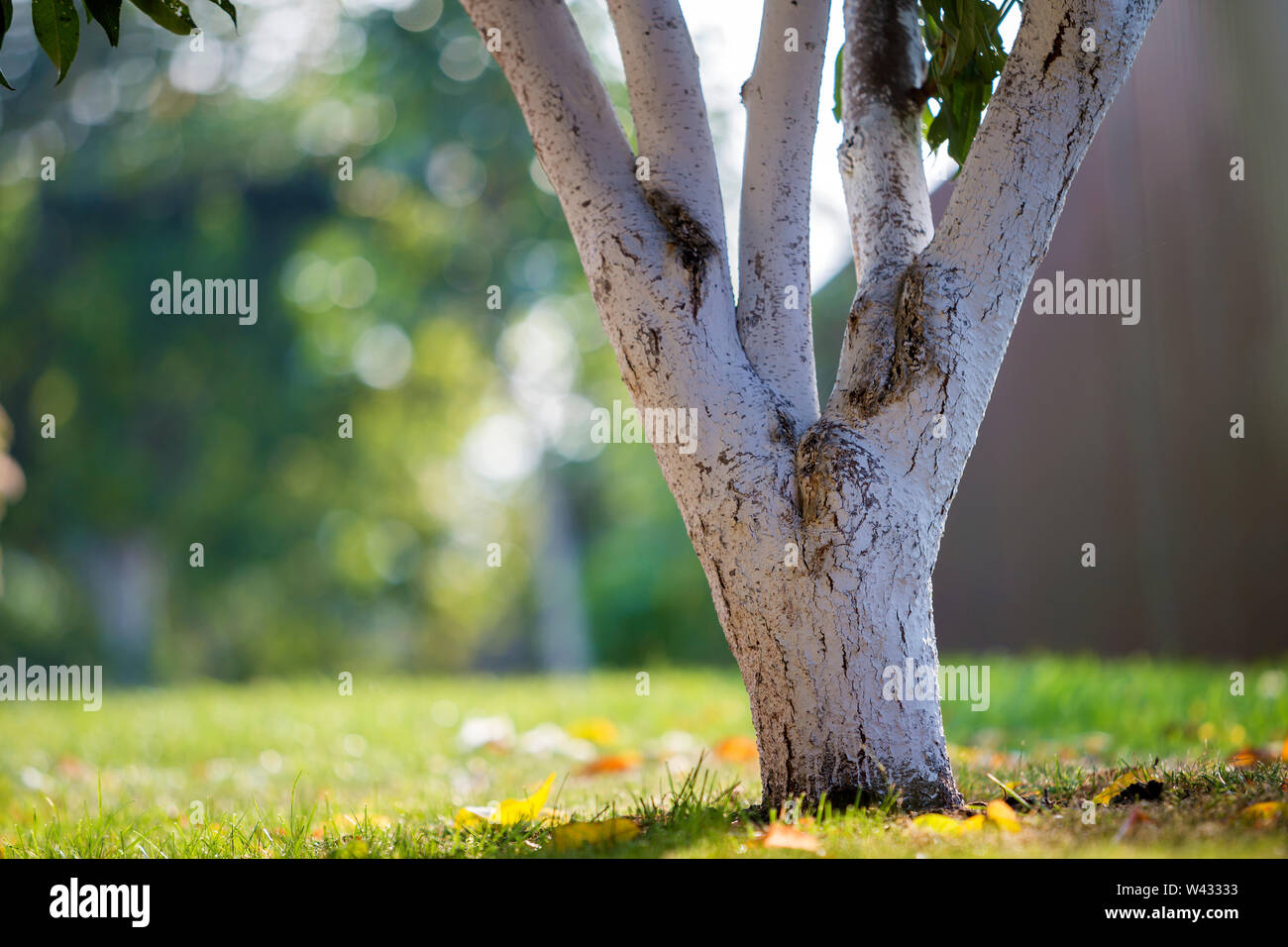 Whitewashed bark of tree growing in sunny orchard garden on blurred ...