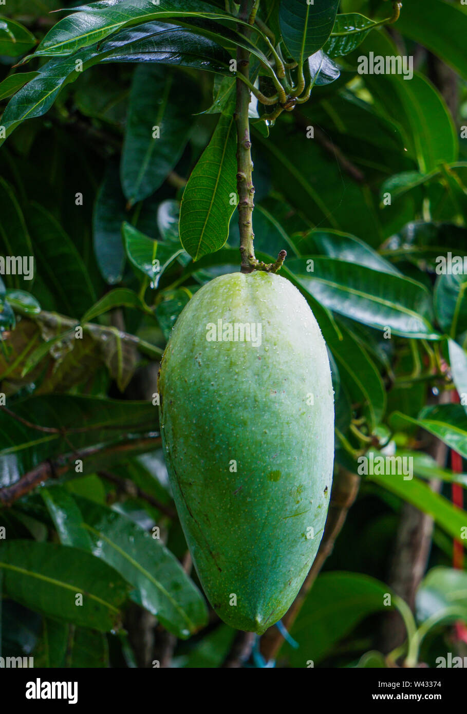 Green King Size Bangladeshi Maldaha Mango, Chapainawabganj gets New ...