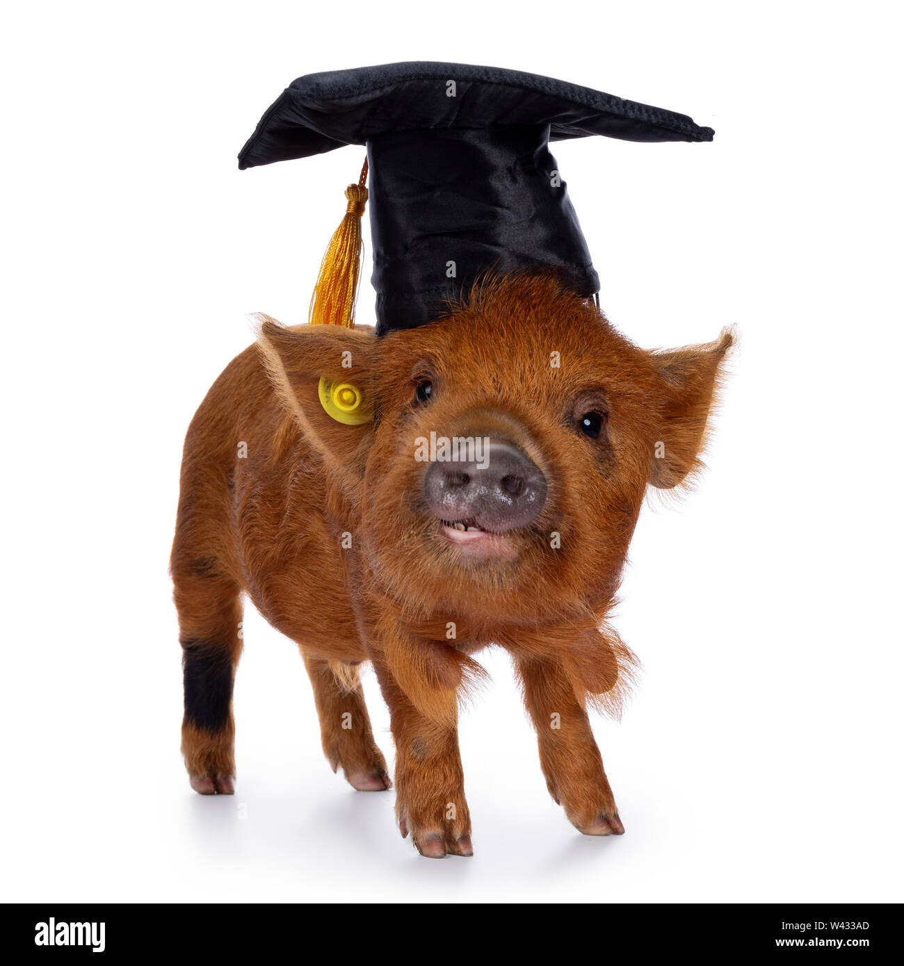 Cute Kunekune piglet, wearing black graduation hat with yellow tassel ...
