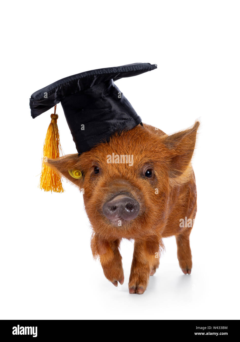 Head ginger brown black Cut Out Stock Images & Pictures - Alamy