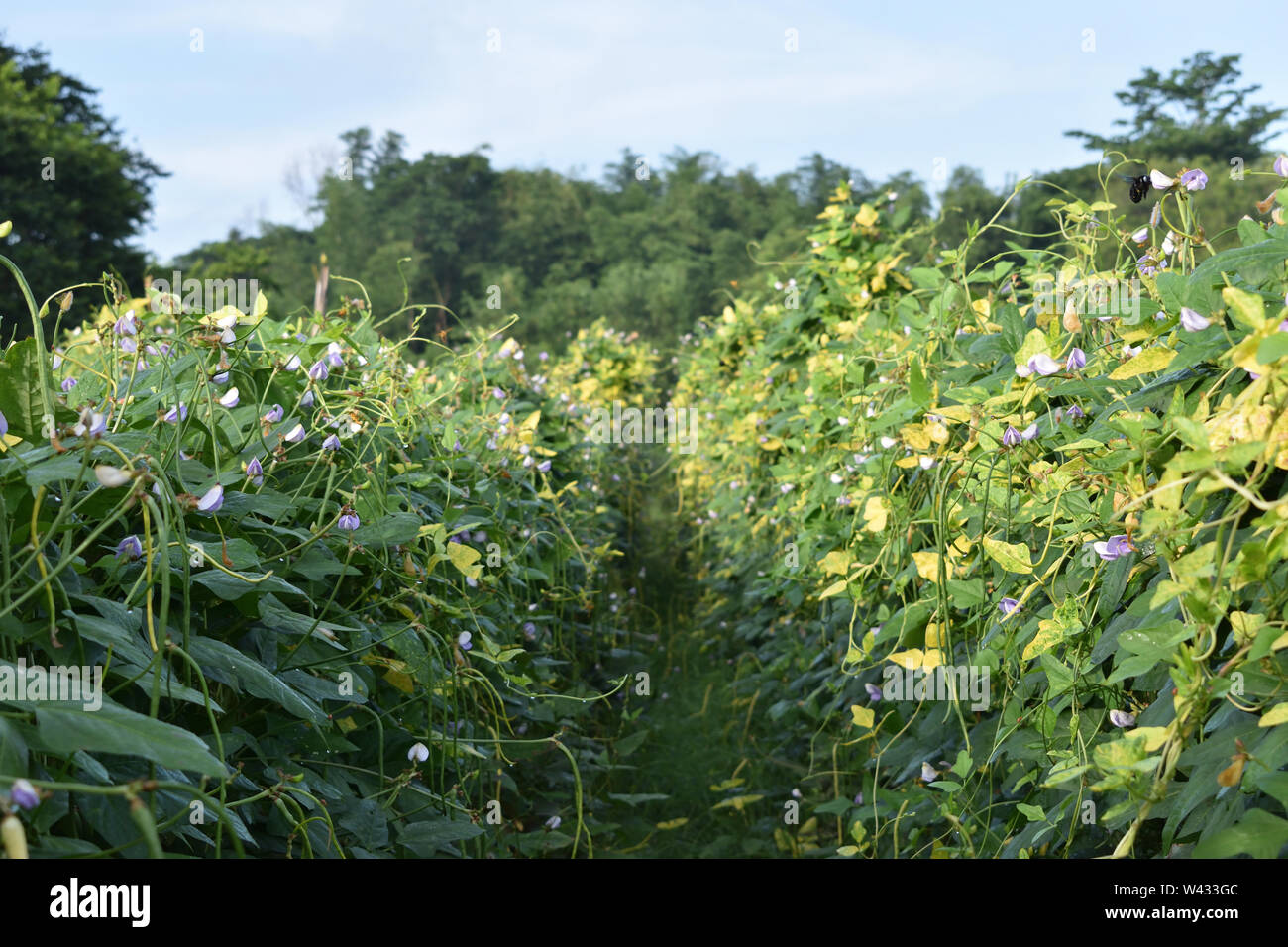 best farming Stock Photo - Alamy