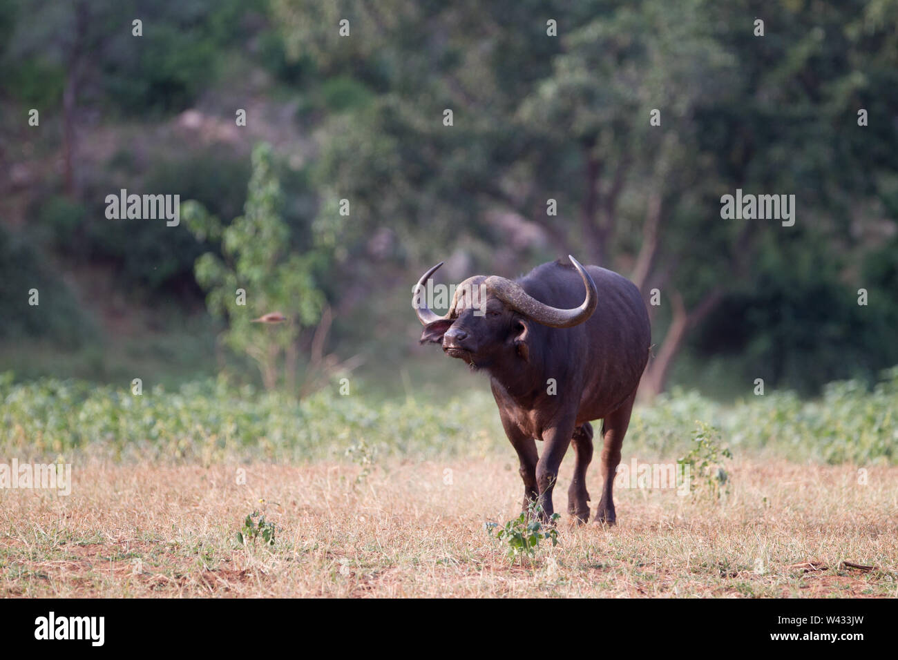 The remote Pafuri region in the far north of Kruger National Park ...
