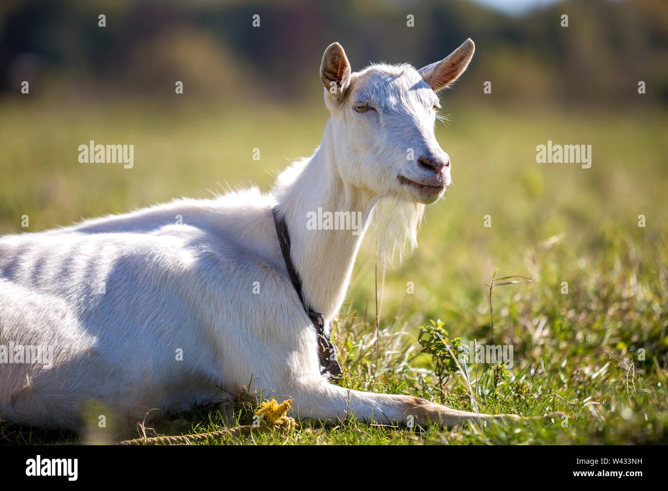 Portrait of white goat with beard on blurred bokeh background. Farming ...