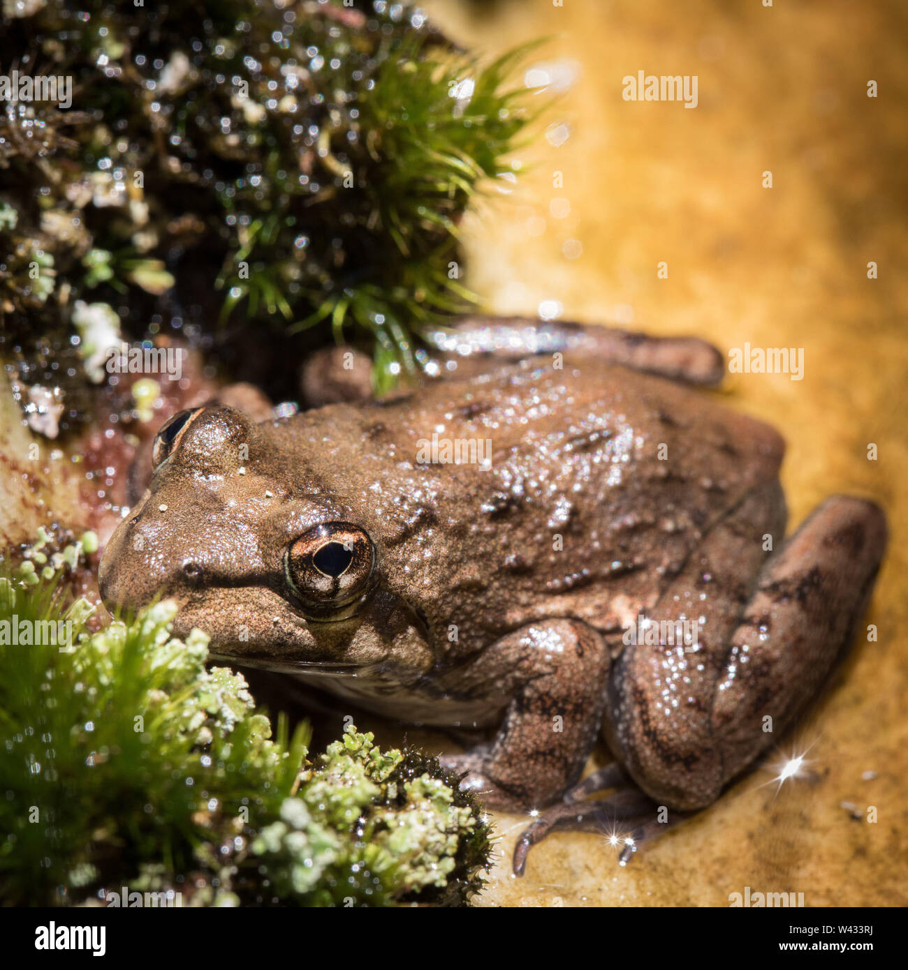 Wilderness, Western Cape, South Africa along the Garden Route offers ...