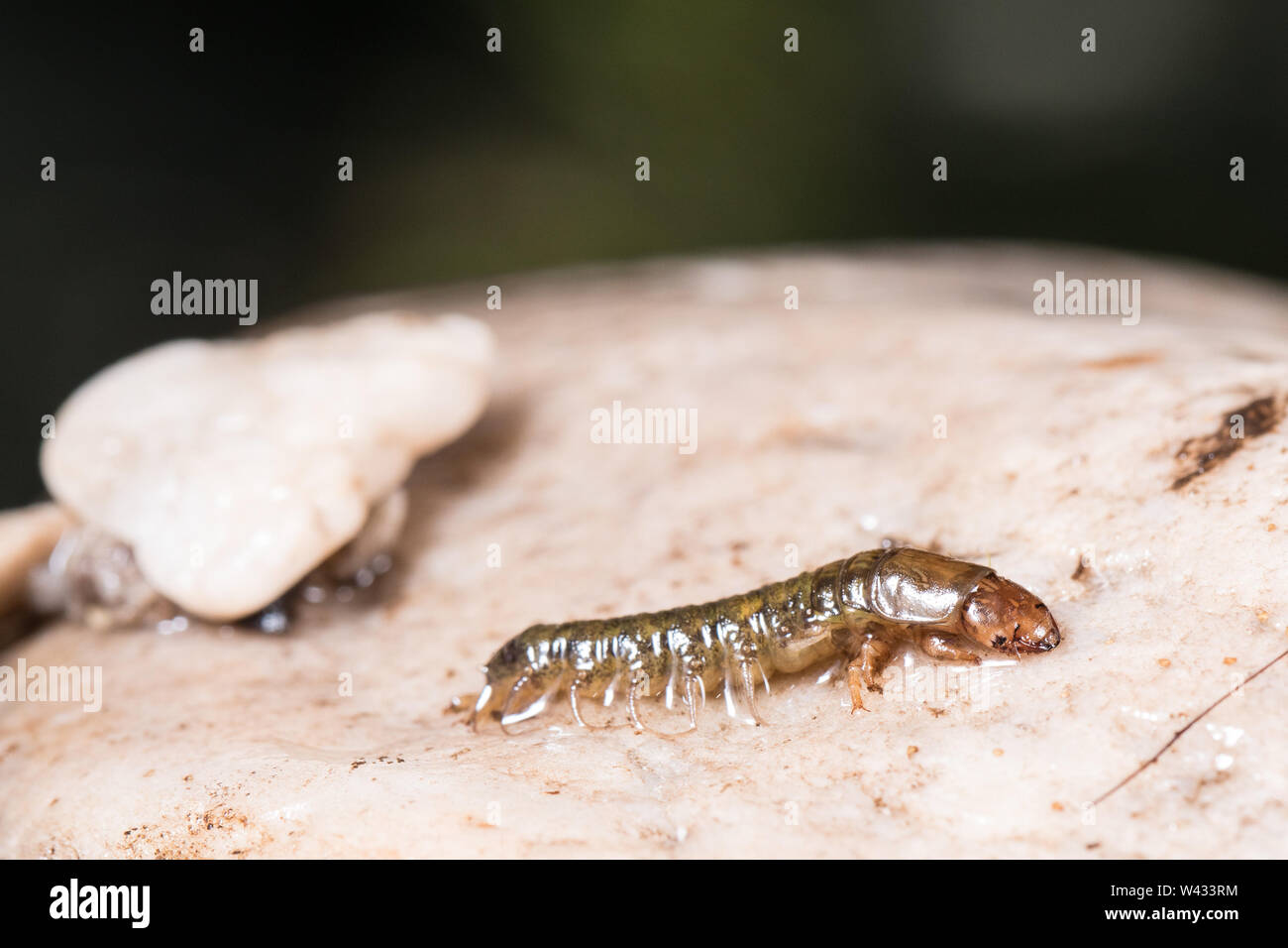 Trichoptera larvae hi-res stock photography and images - Alamy