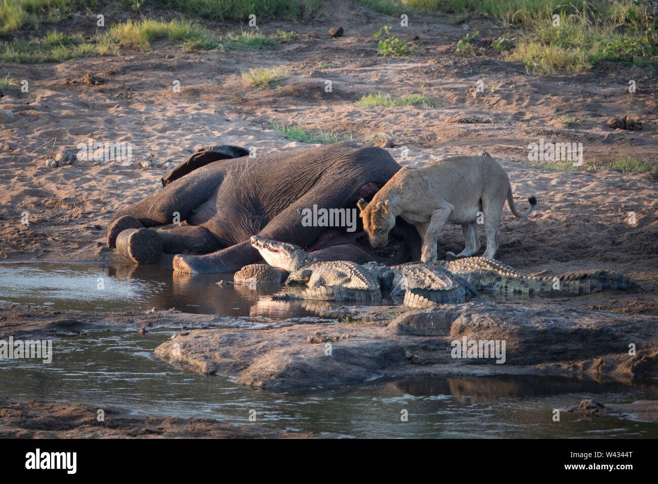 Nile Crocodile Eating Lion