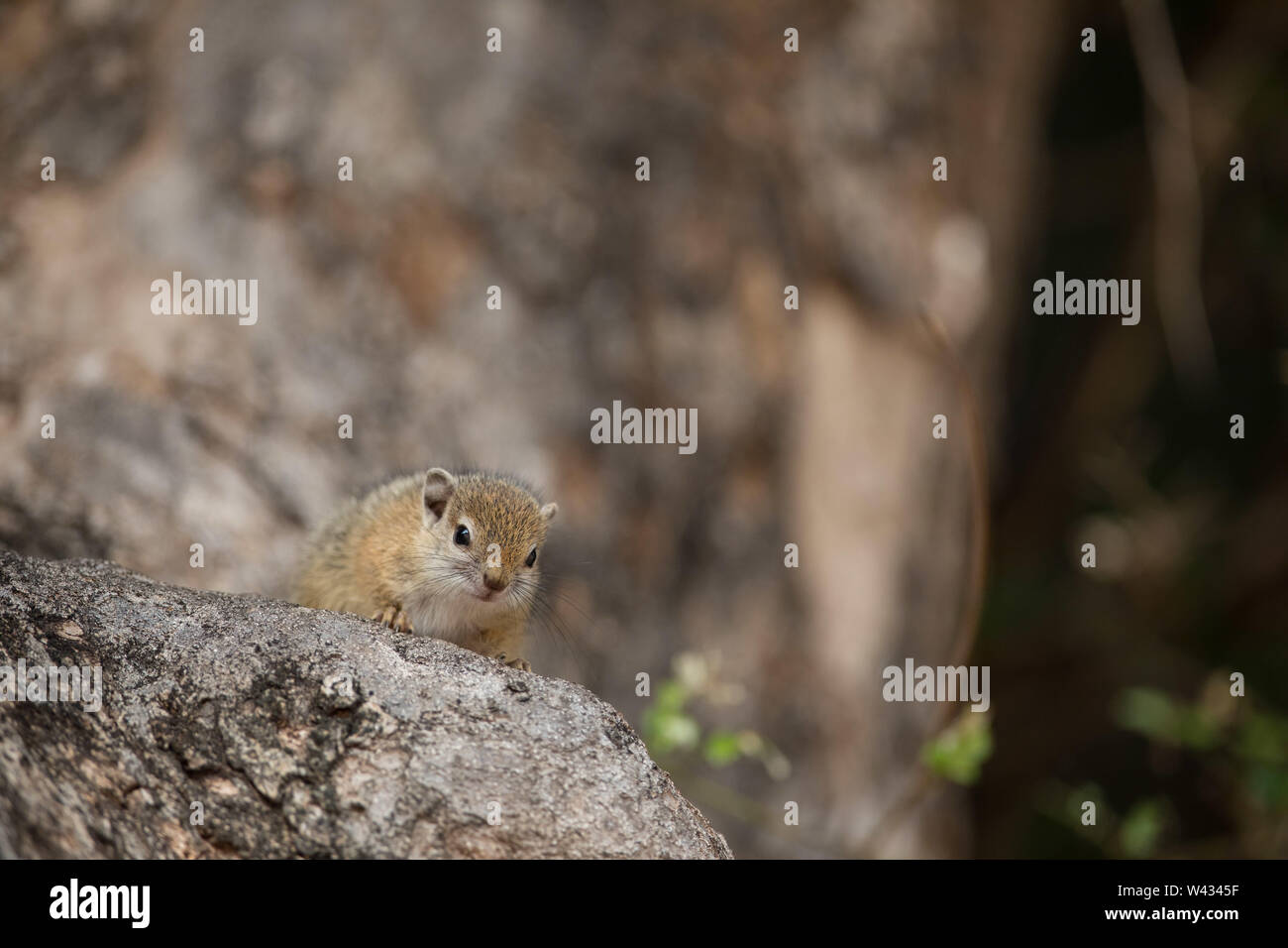 The remote Pafuri region in the far north of Kruger National Park ...