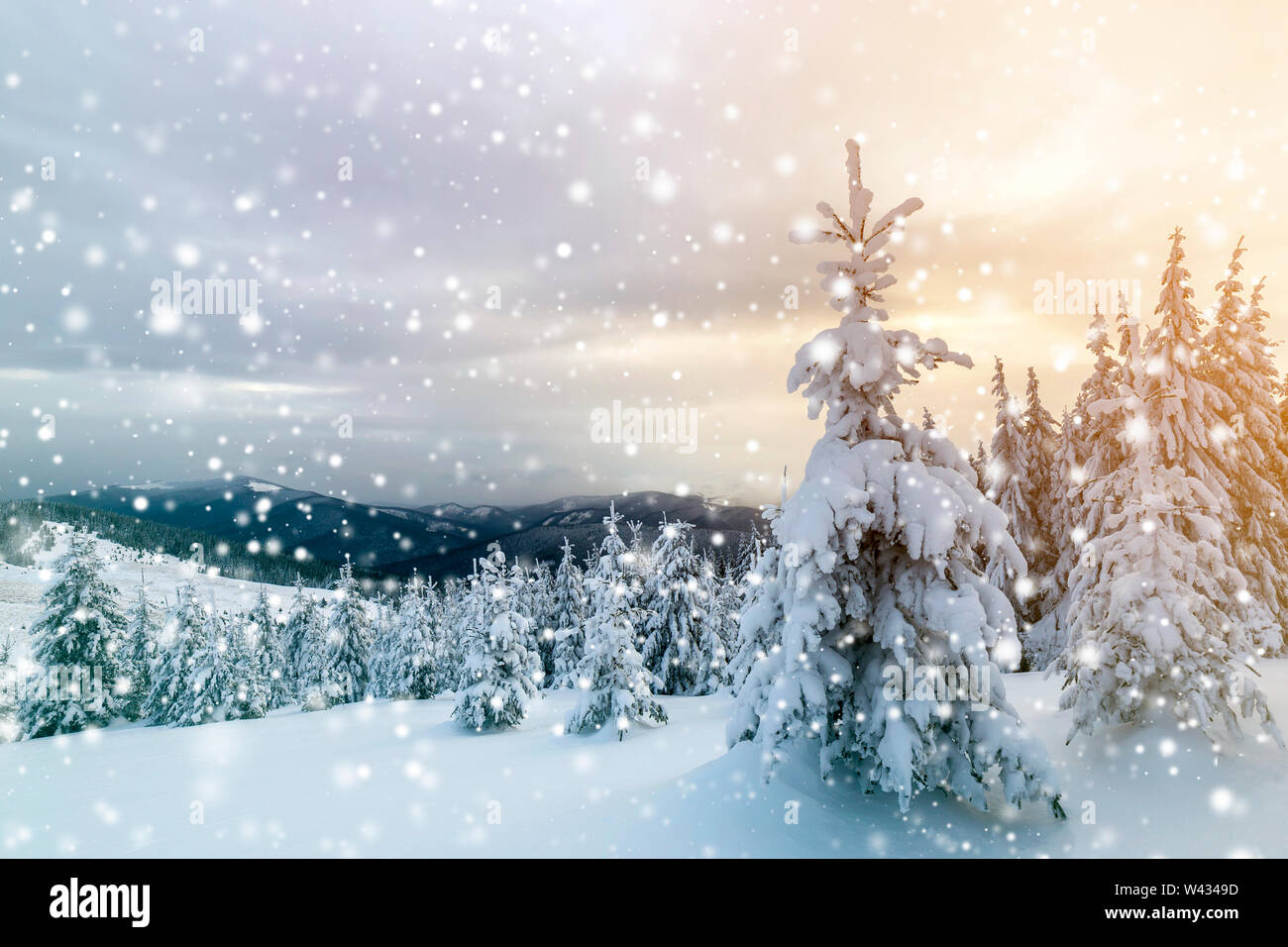 Winter blue landscape. Spruce tree in deep snow on mountain clearing on ...