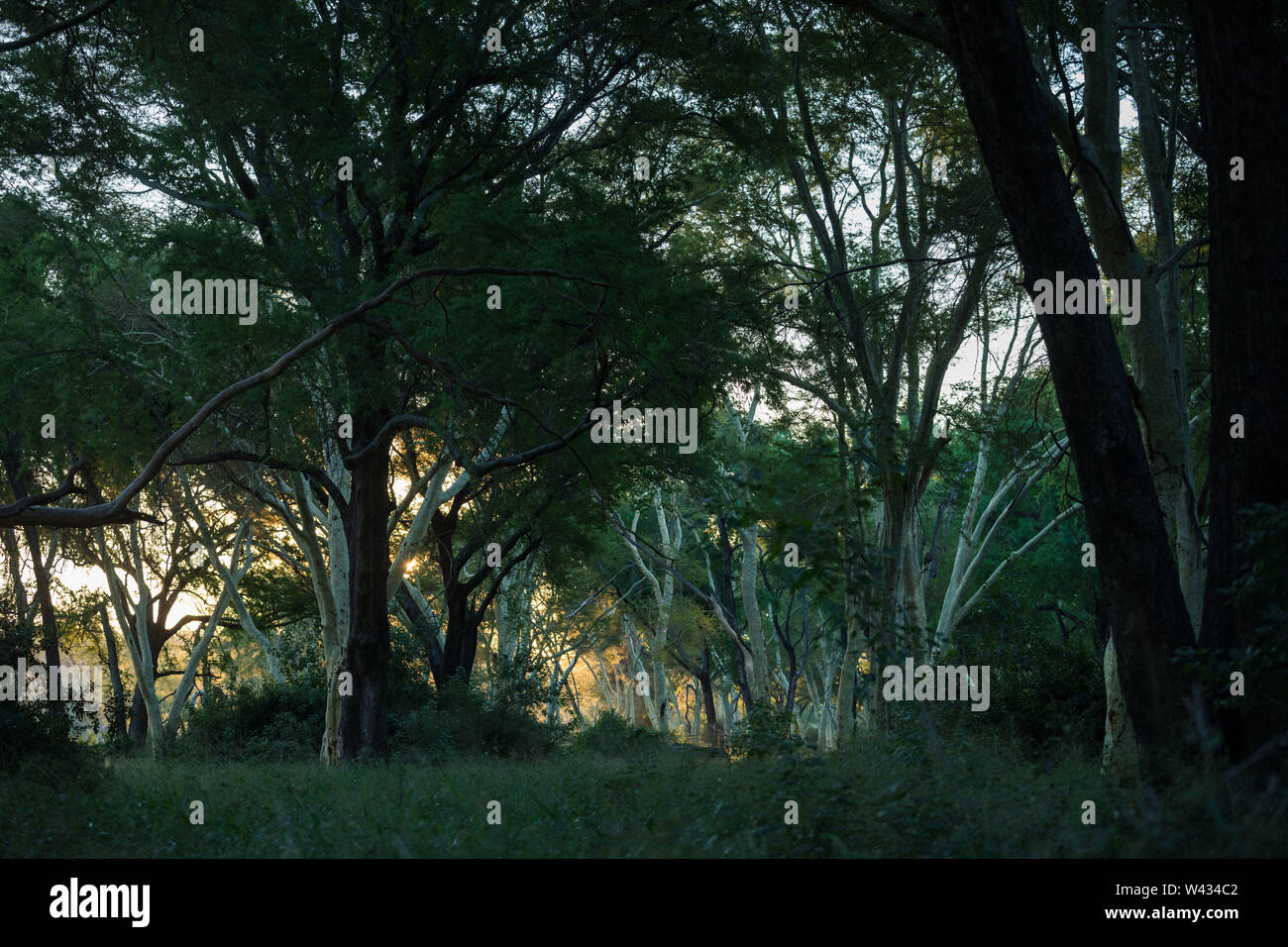 The remote Pafuri region in the far north of Kruger National Park ...