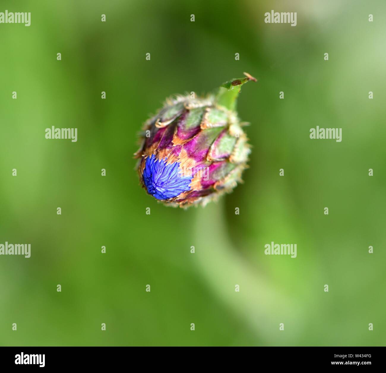 Cornflower Bud High Resolution Stock Photography and Images - Alamy