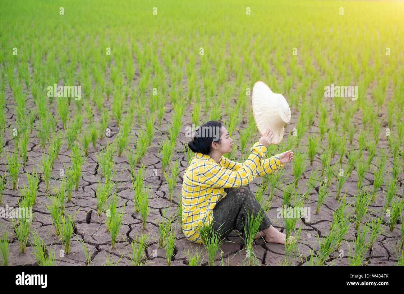 Woman farmer sat staring rice seedlings in a paddy field growing racked ...