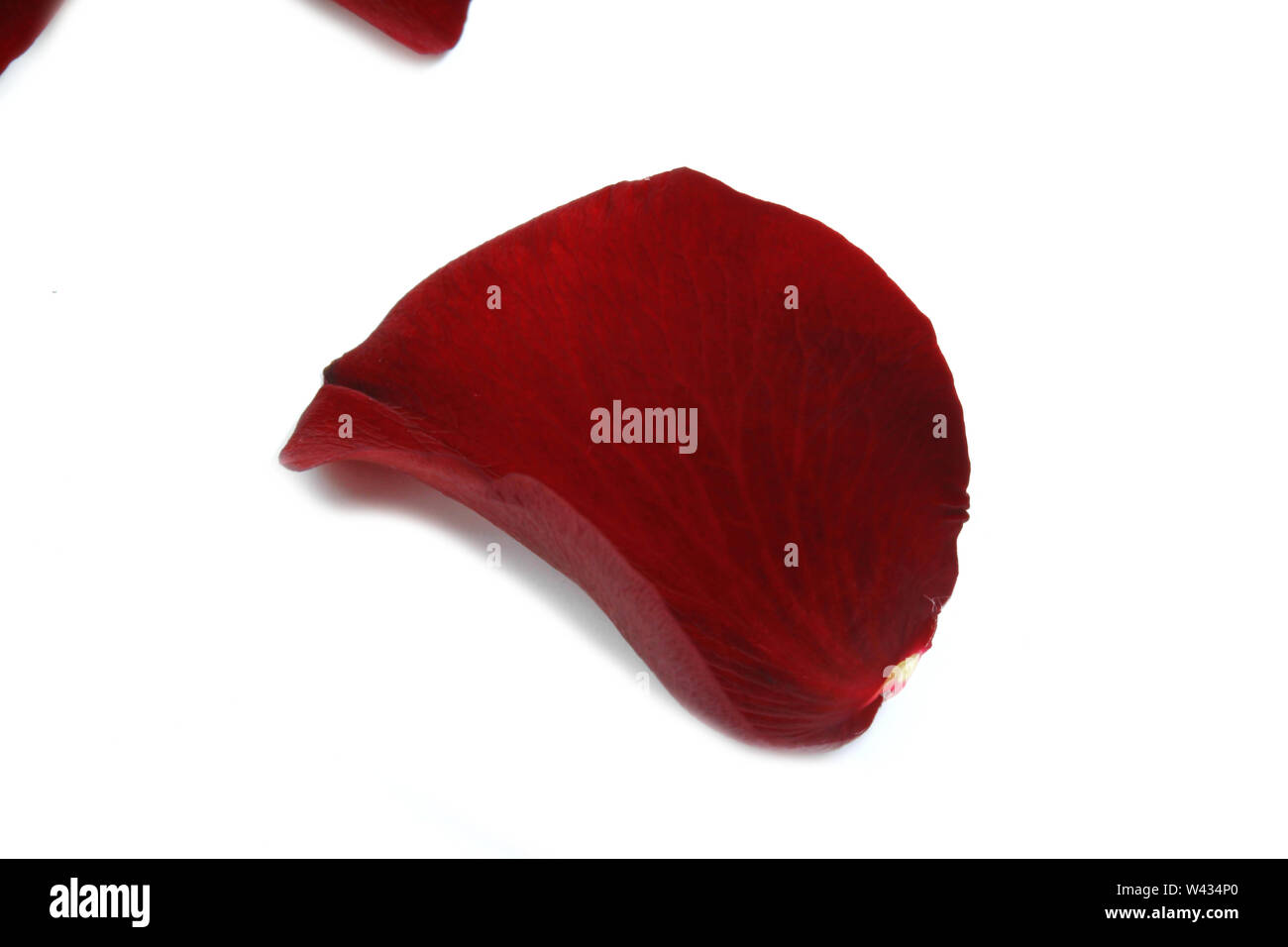 Single red rose petal isolated over white Stock Photo - Alamy