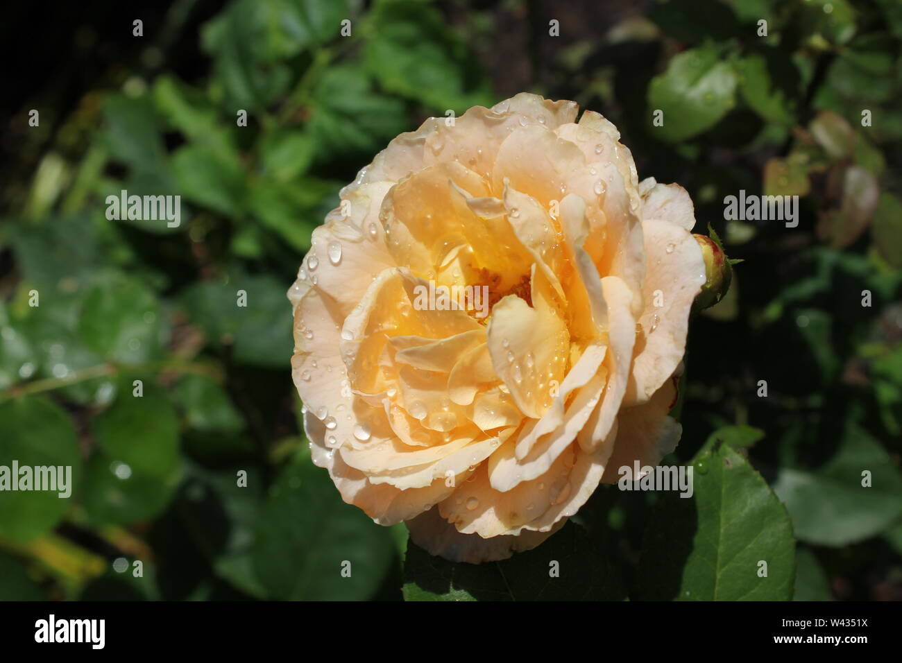 Spectacular rose blooms hi-res stock photography and images - Alamy