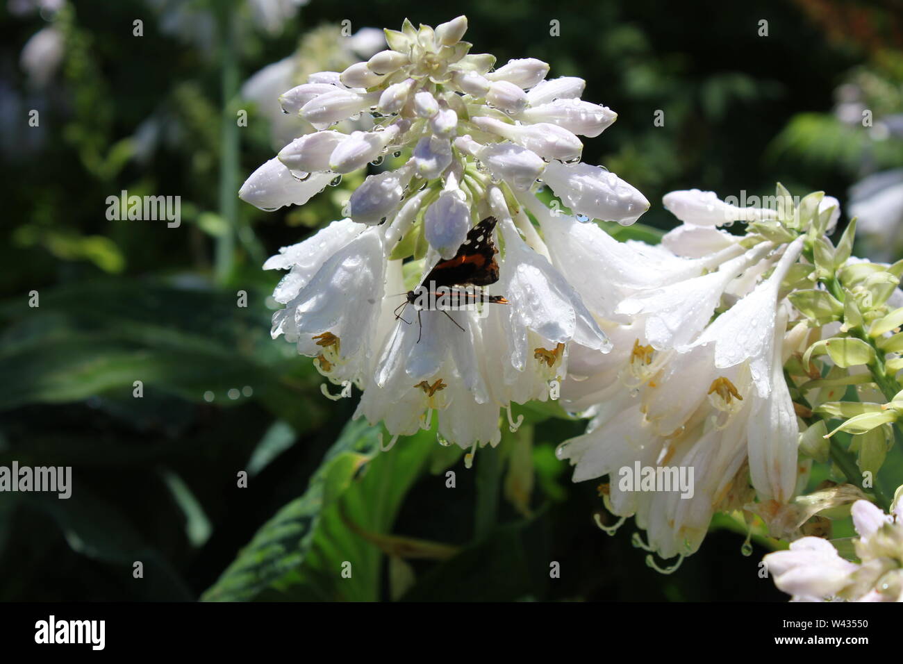 Cap And Bells High Resolution Stock Photography and Images - Alamy