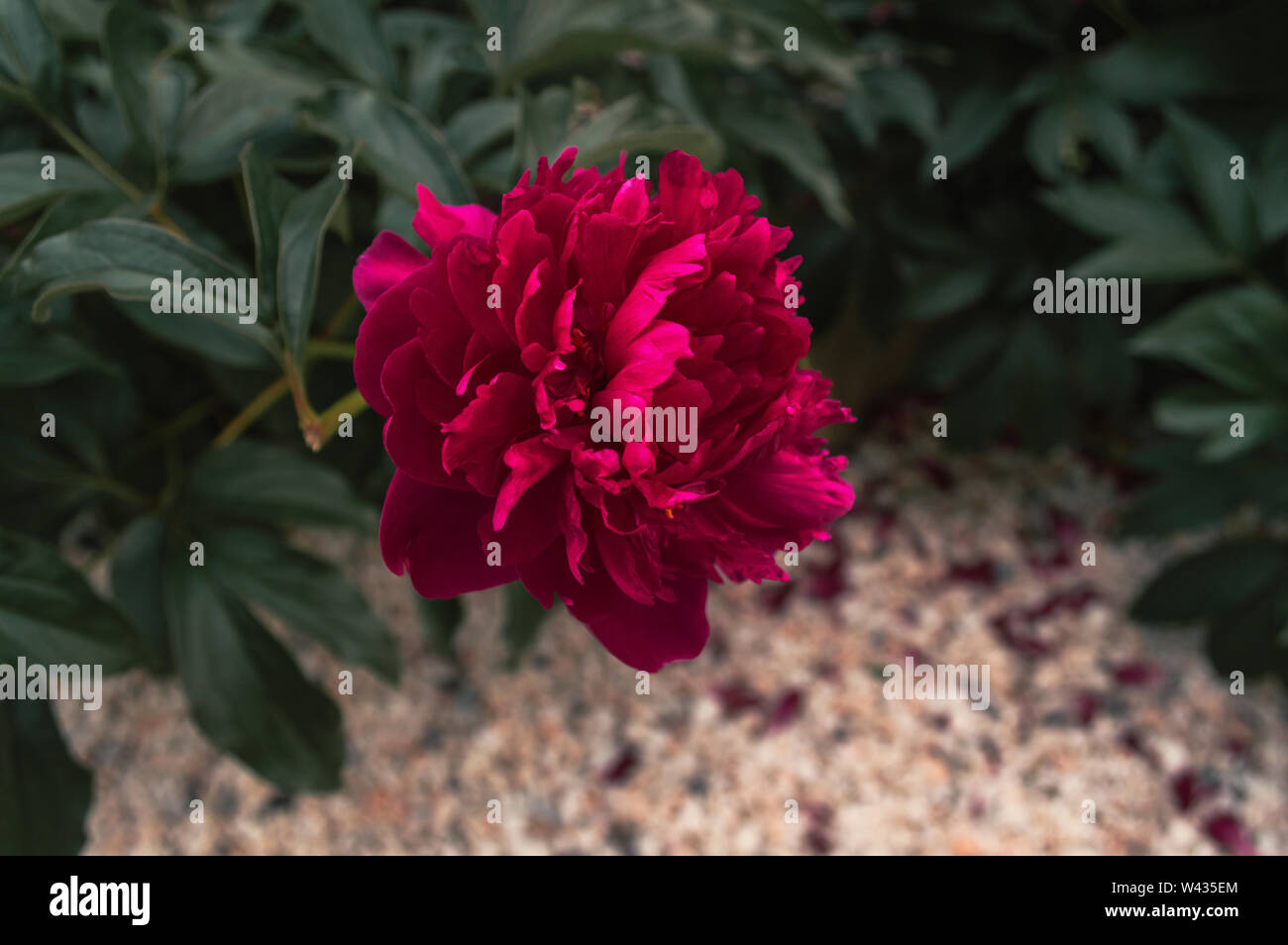 Magenta Peony Flower High Resolution Stock Photography and Images - Alamy