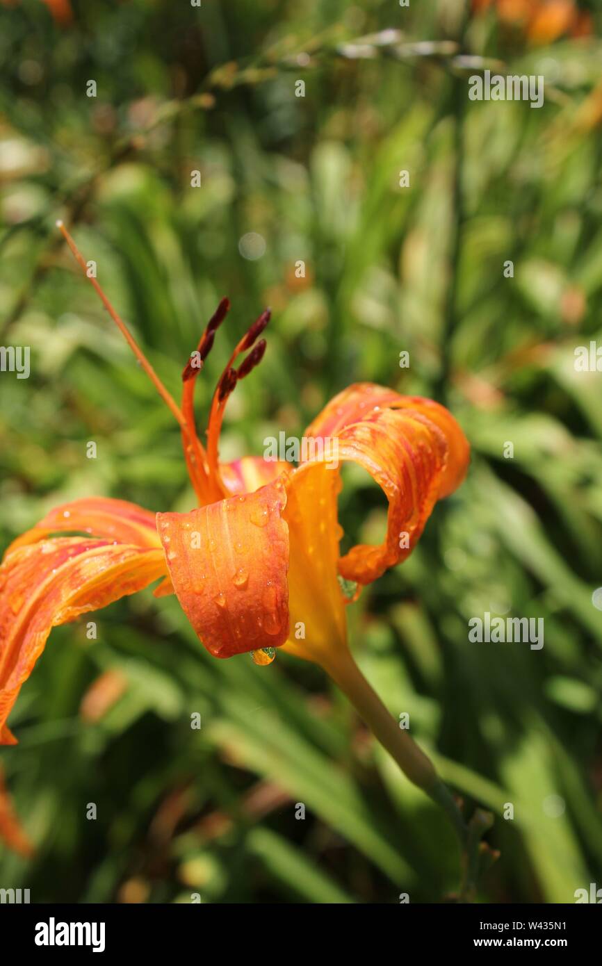 Bright orange tiger lilies growing in a field on a hot and sunny summer ...