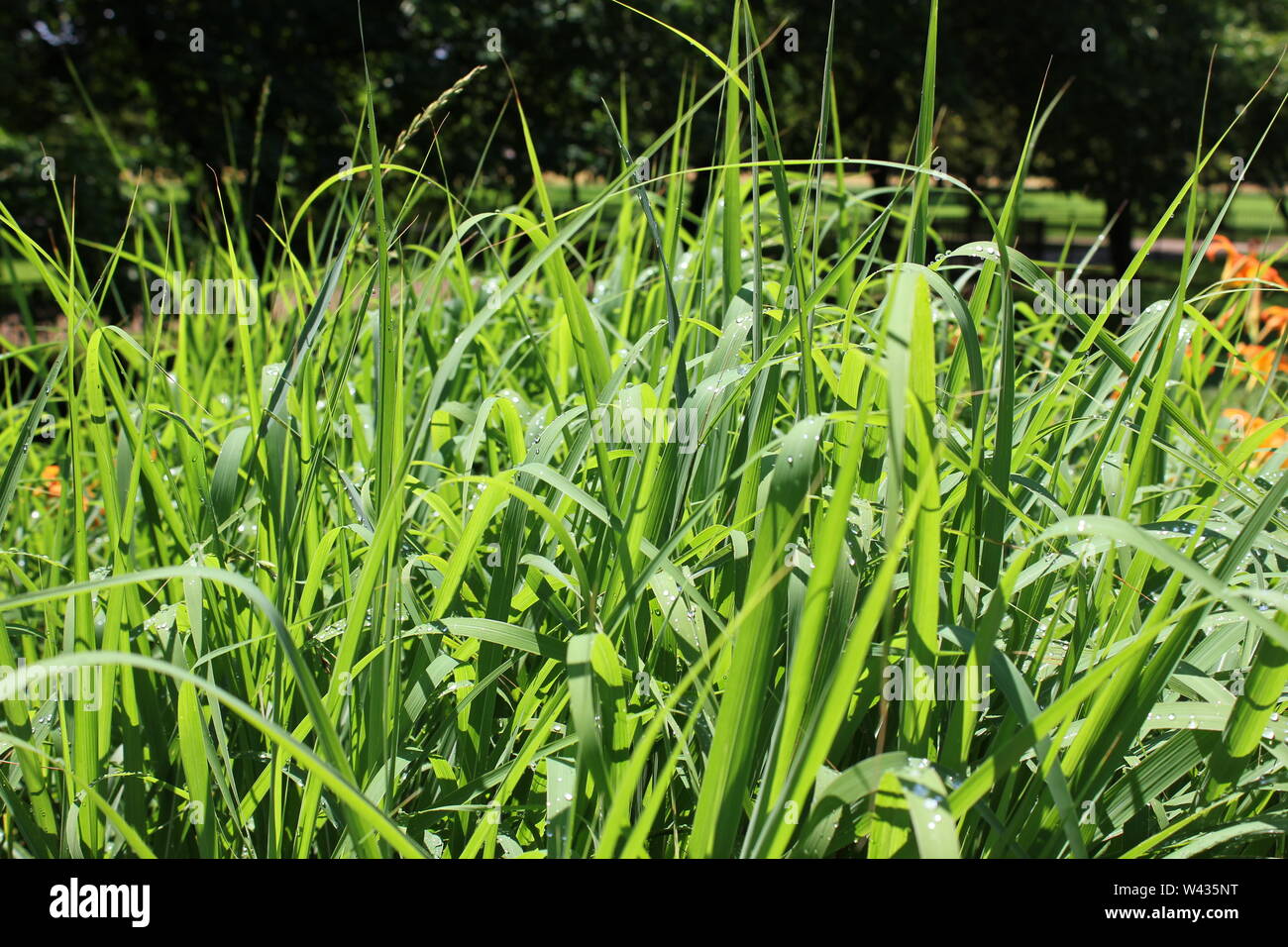 Tall green grasses Stock Photo - Alamy
