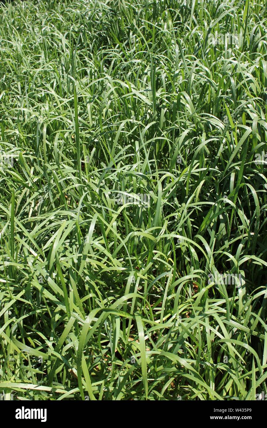 Tall green grasses Stock Photo - Alamy