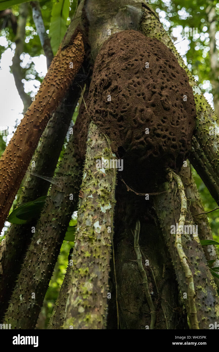 Termite nest in the jungle on the banks of the river Tambopata ...