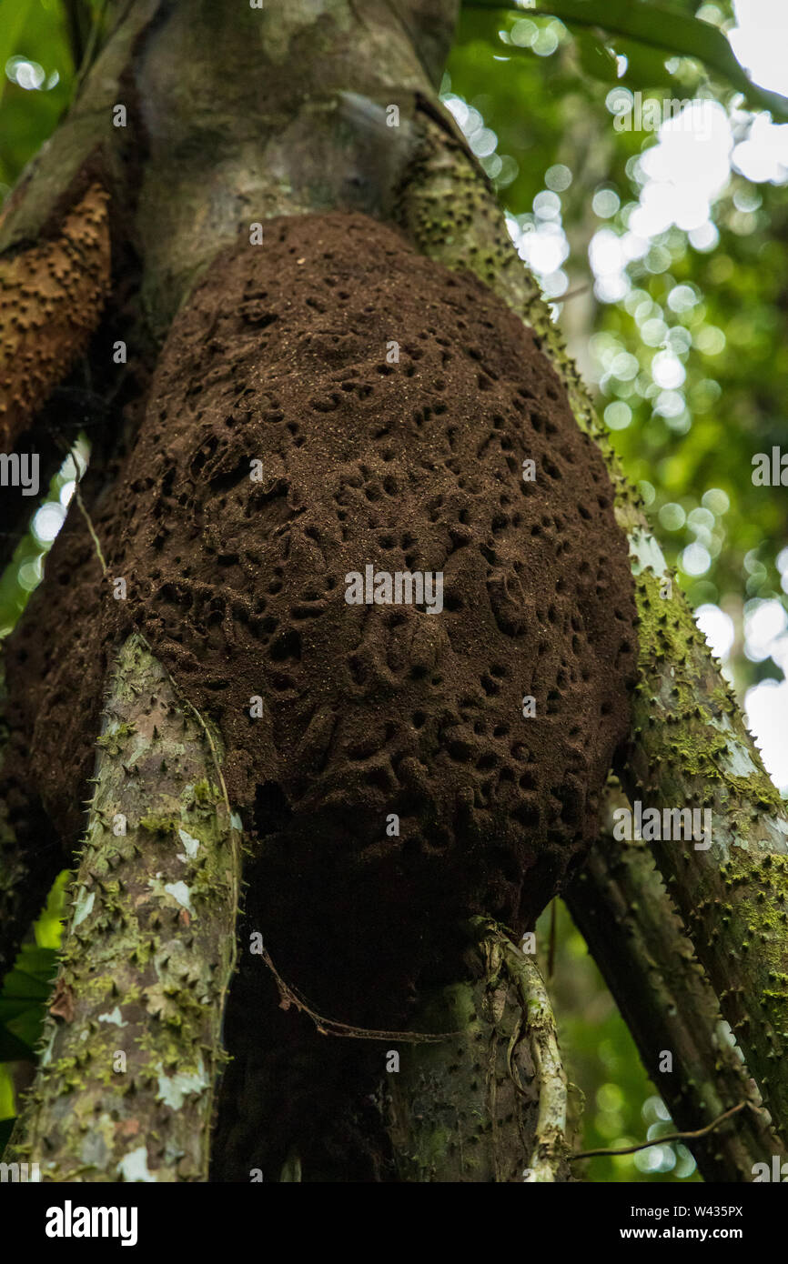 Peru insects hi-res stock photography and images - Alamy