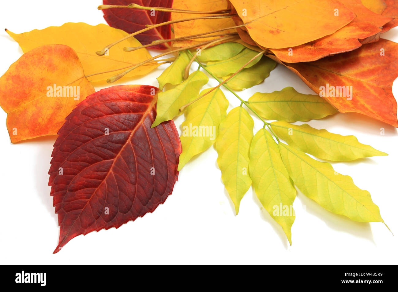 Colorful fallen leaves isolated Stock Photo - Alamy
