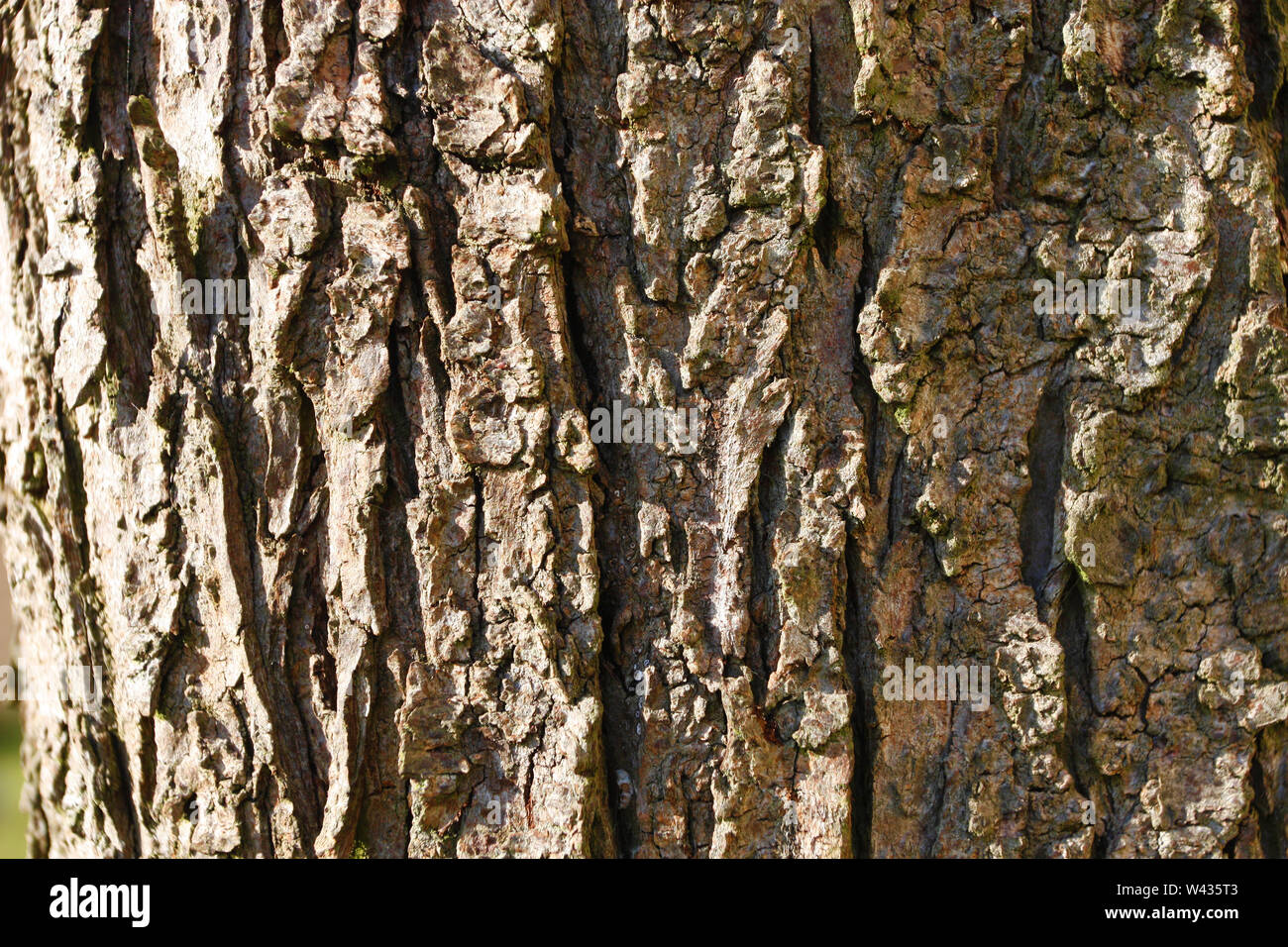 Plum tree dry fruit hi-res stock photography and images - Alamy