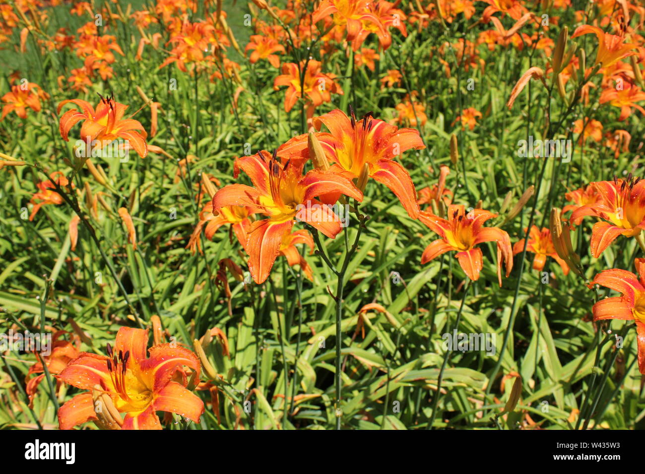 Devil lily hi-res stock photography and images - Alamy