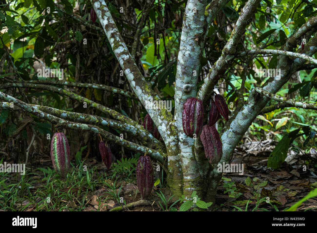 Cacao fruit on a tree, Tambopata, Amazonia, Peru, South America Stock ...