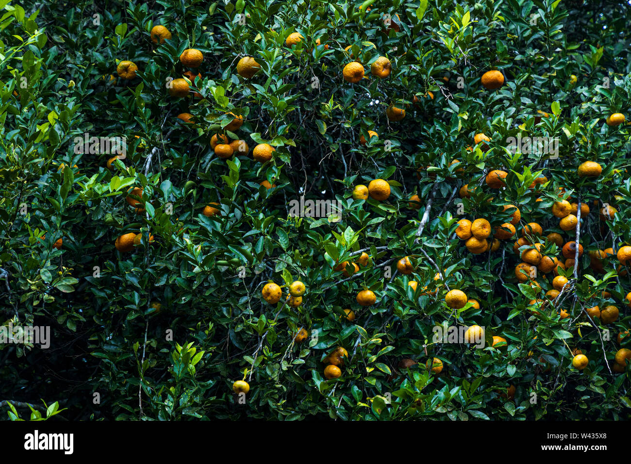 Peru fruit crop hi-res stock photography and images - Alamy