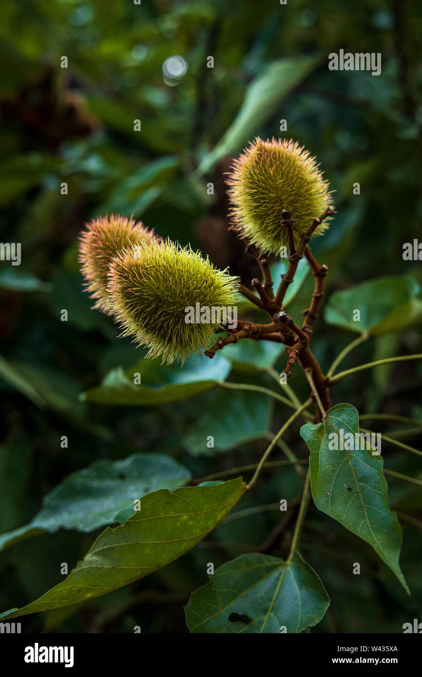 Achiote, Bixa orellana, Tambopata, Amazonia, Peru, South America Stock ...