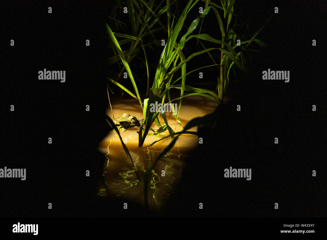 Caiman crocodilus, also known as the white caiman at night on the river ...