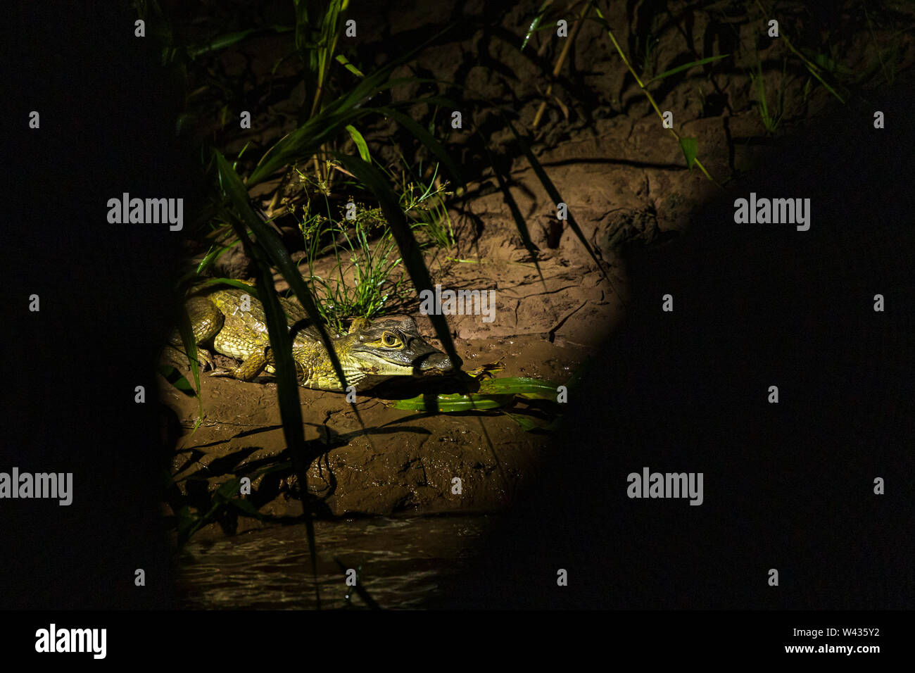 Caiman crocodilus, also known as the white caiman at night on the river ...