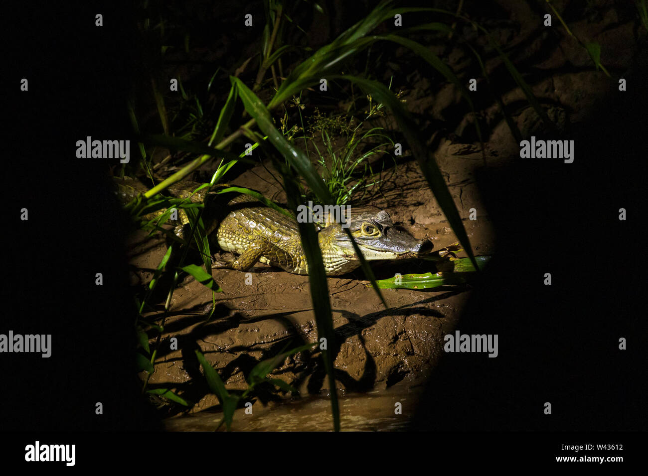 Caiman crocodilus, also known as the white caiman at night on the river ...