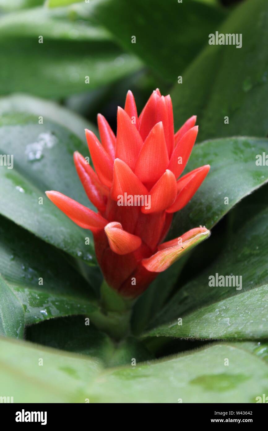 Costaceae hi-res stock photography and images - Alamy