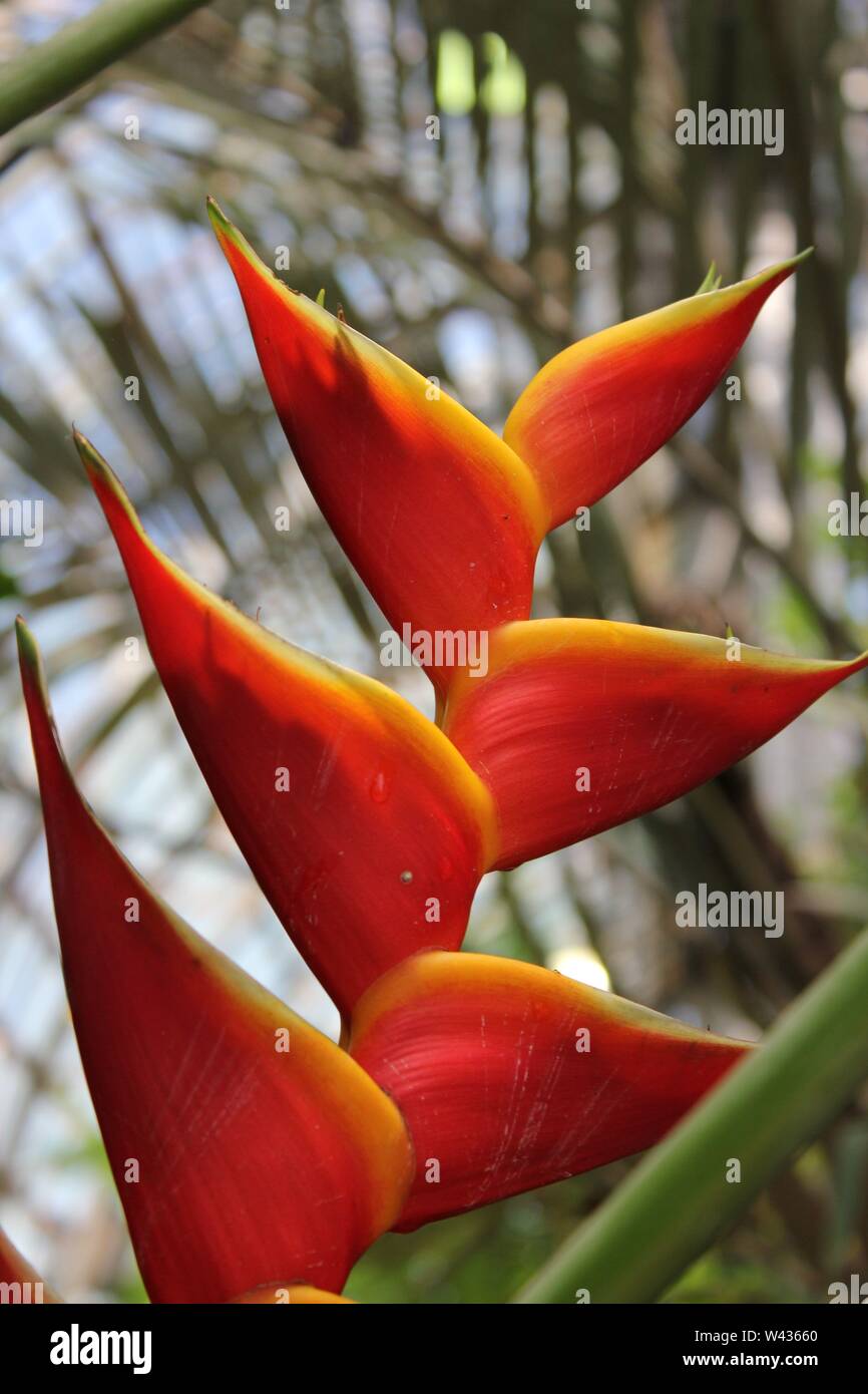 Parrot Flower High Resolution Stock Photography and Images - Alamy