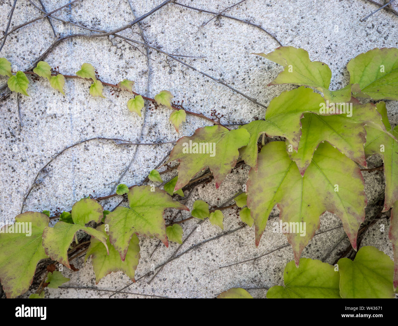 detail of Virginia creeper on wall Stock Photo - Alamy