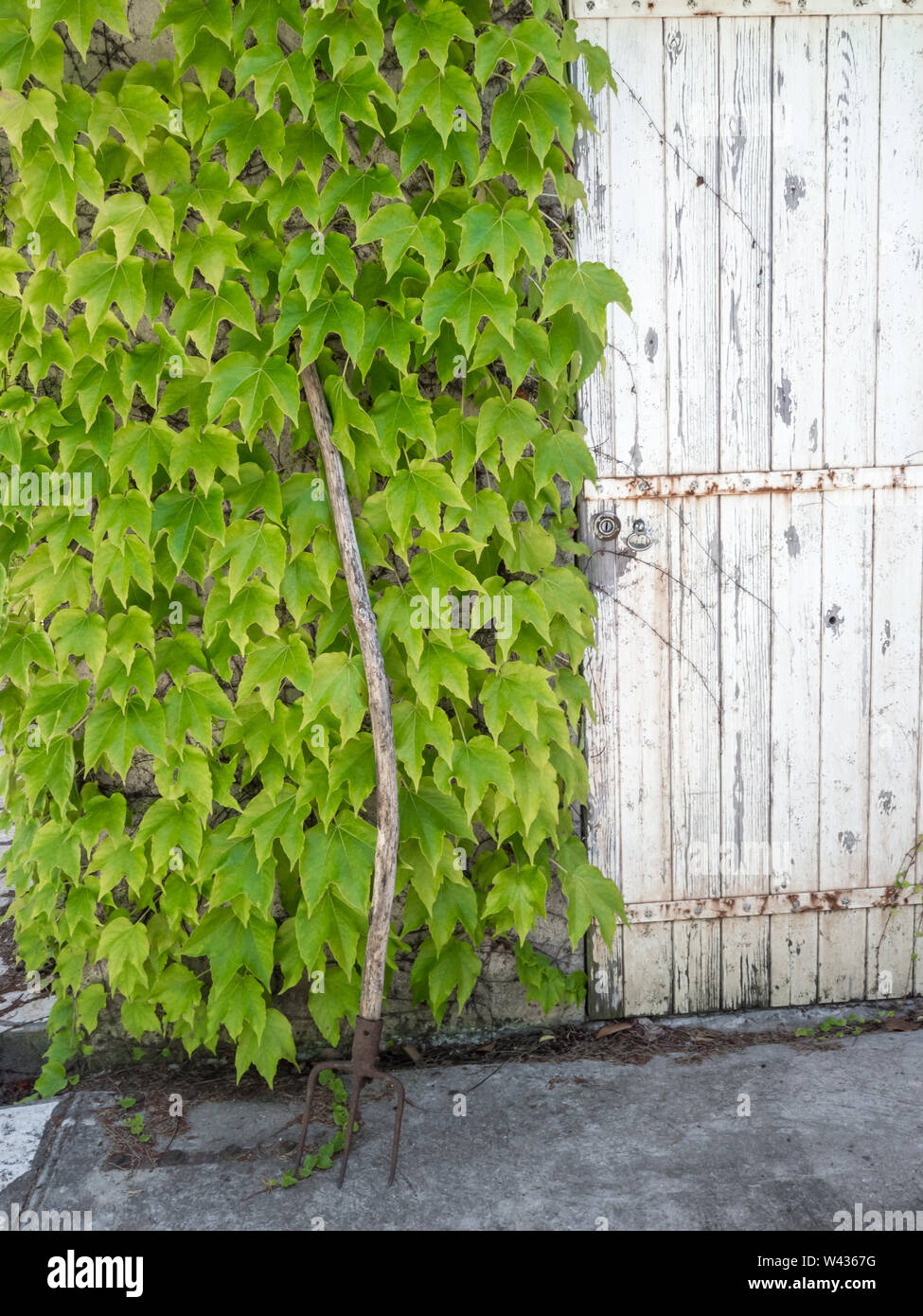 door with facade covered by Virginia creeper Stock Photo - Alamy