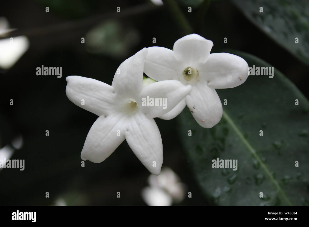 Spanish jasmine hi-res stock photography and images - Alamy