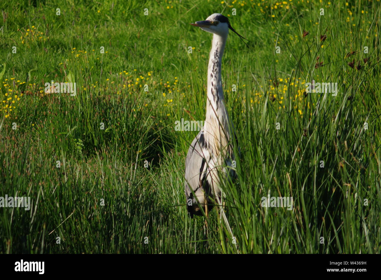 Grey Heron (Ardea cinerea) with a Broken Beak in the Golden Light of ...