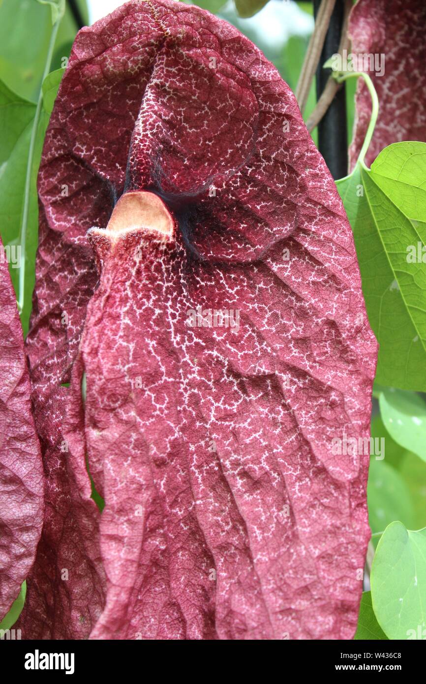 Pelican flower aristolochia grandiflora hi-res stock photography and ...