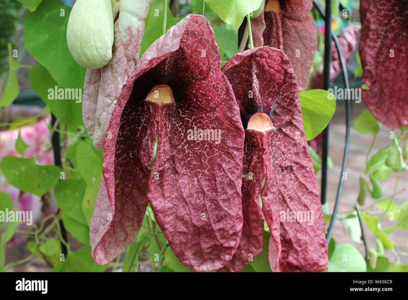 The smelly and toxic purple and brown pelican flower in full bloom ...