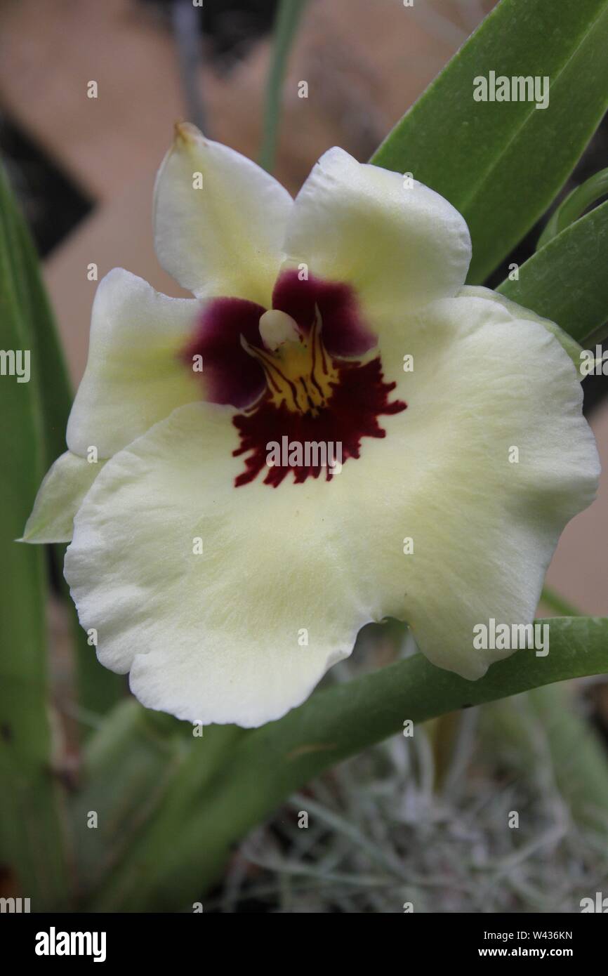 Stunning and beautiful rare pale yellow orchid, orchidacea Stock Photo ...