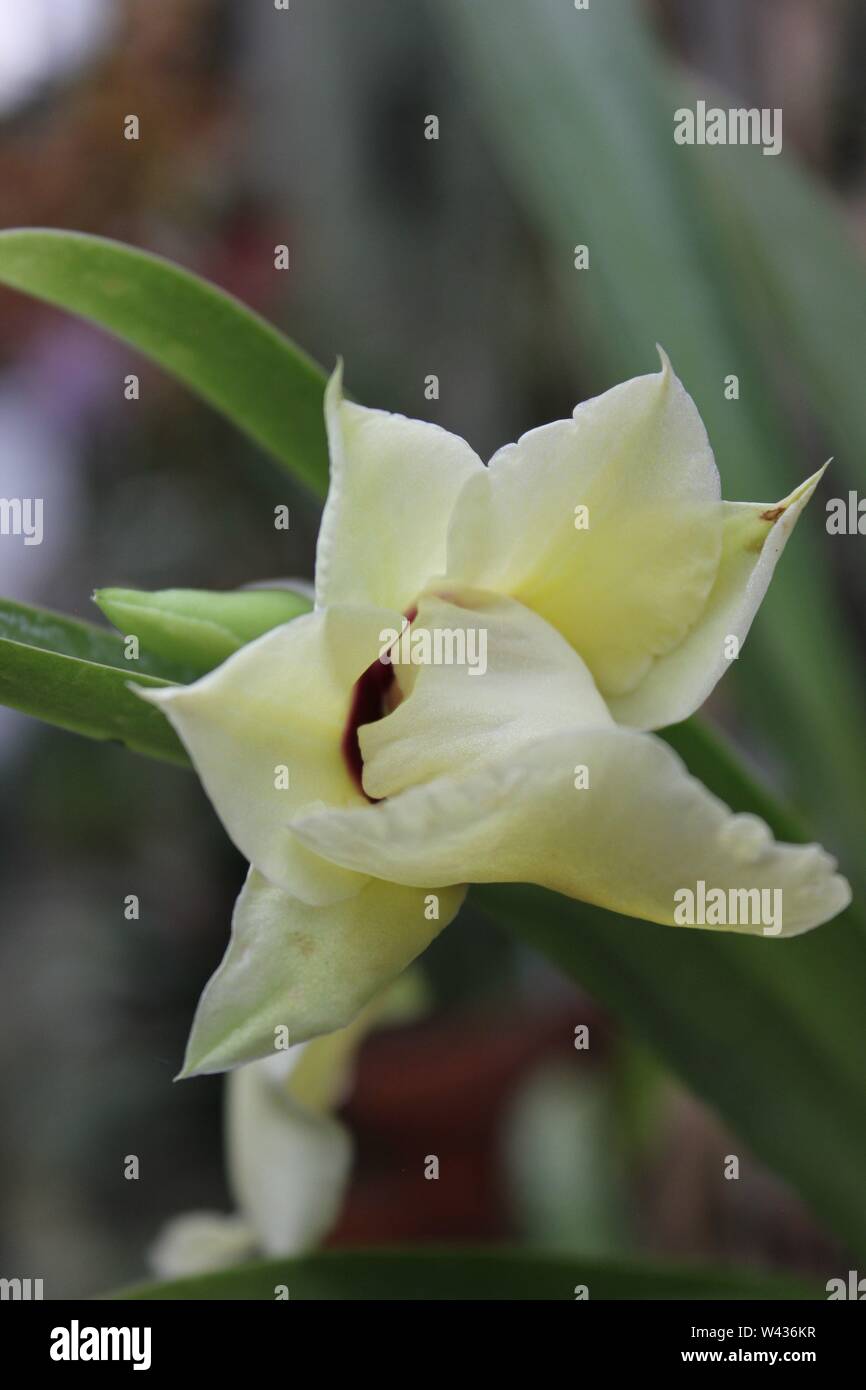 Stunning and beautiful rare pale yellow orchid, orchidacea Stock Photo ...