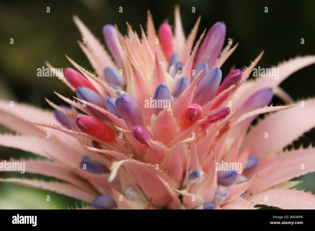 Ornate silver chalice, Aechmea fasciata, silver vase, urn plant ...