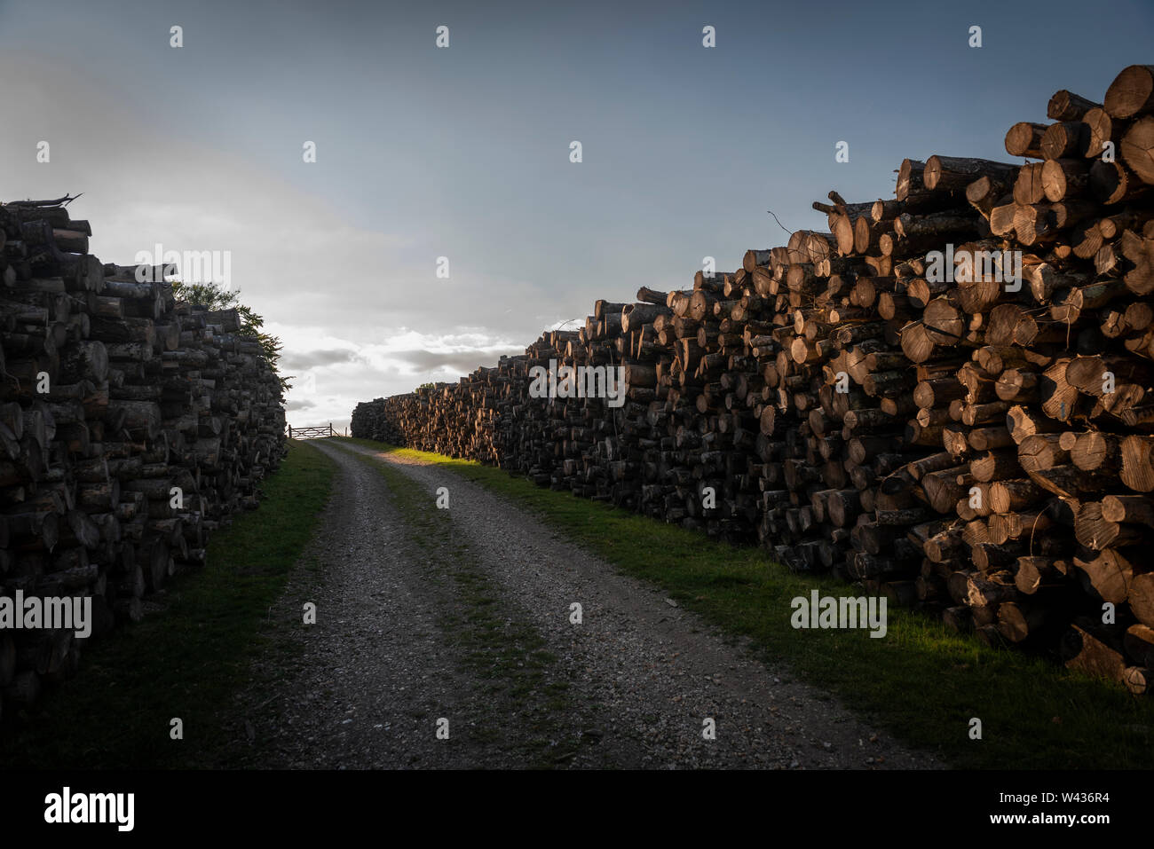 Stacks of felled timber in Arundel Park, West Sussex, UK Stock Photo ...