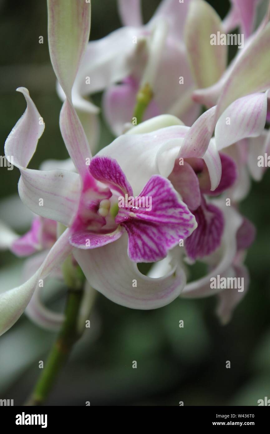 Stunning and beautiful rare orchid, orchidacea Stock Photo - Alamy