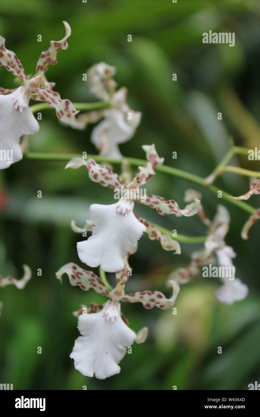 Stunning and beautiful rare orchid, orchidacea Stock Photo - Alamy